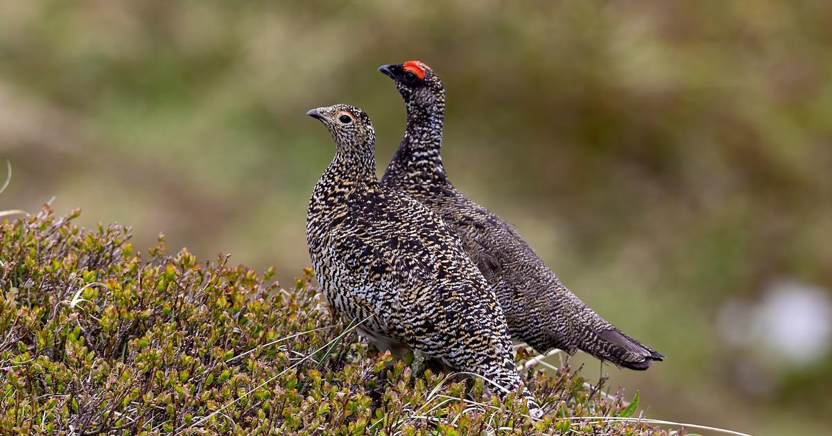 Le lagopède alpin, l’oiseau roi du camouflage et du grand froid