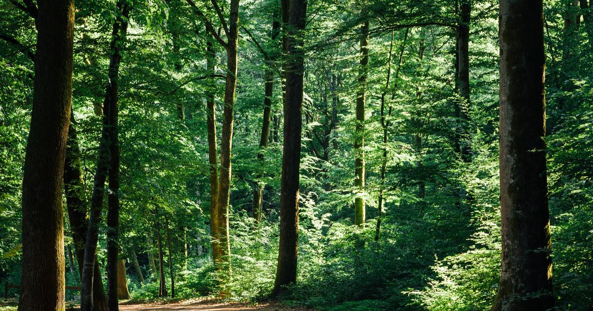 Quels sont les arbres les plus répandus dans les forêts françaises