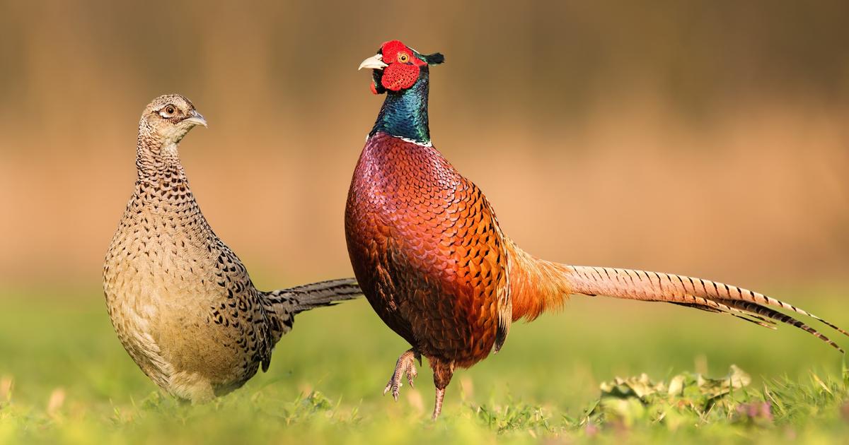 Quels sont les 5 animaux les plus chassés en France