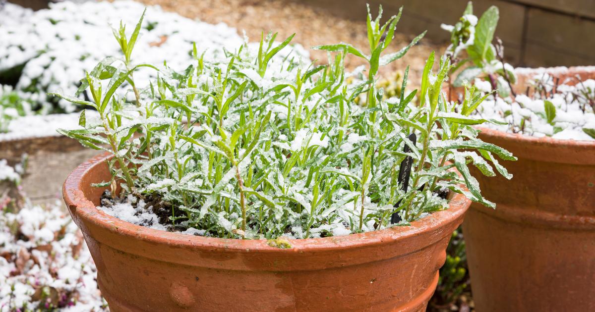 Comment sauver une plante en pot qui a gelé