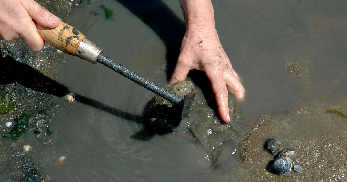 Loire-Atlantique : la pêche aux coquillages interdite sur une partie du ...