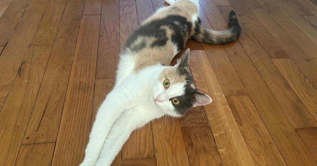 Chien, chat : gare aux amendes si votre animal n’a pas de puce ou de ...