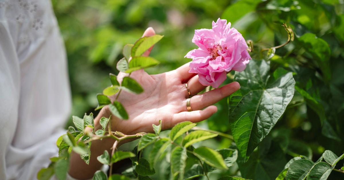 Alpes-Maritimes : la première «Grasse Perfume Week» célèbre la ...