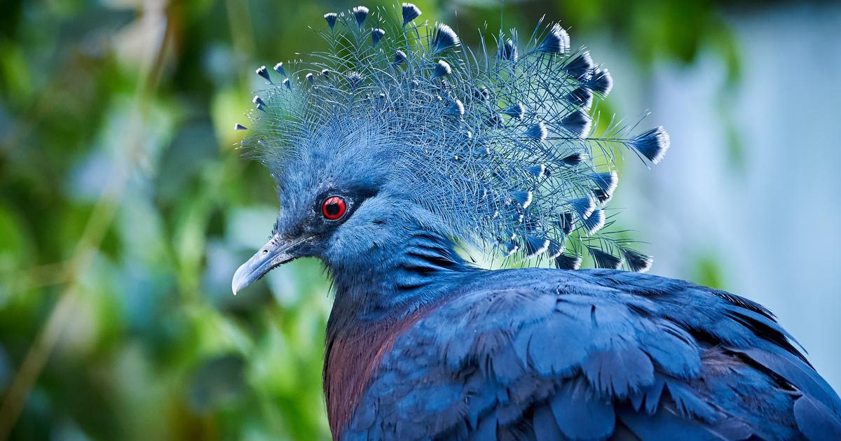 Le goura de Victoria, le plus gros pigeon du monde