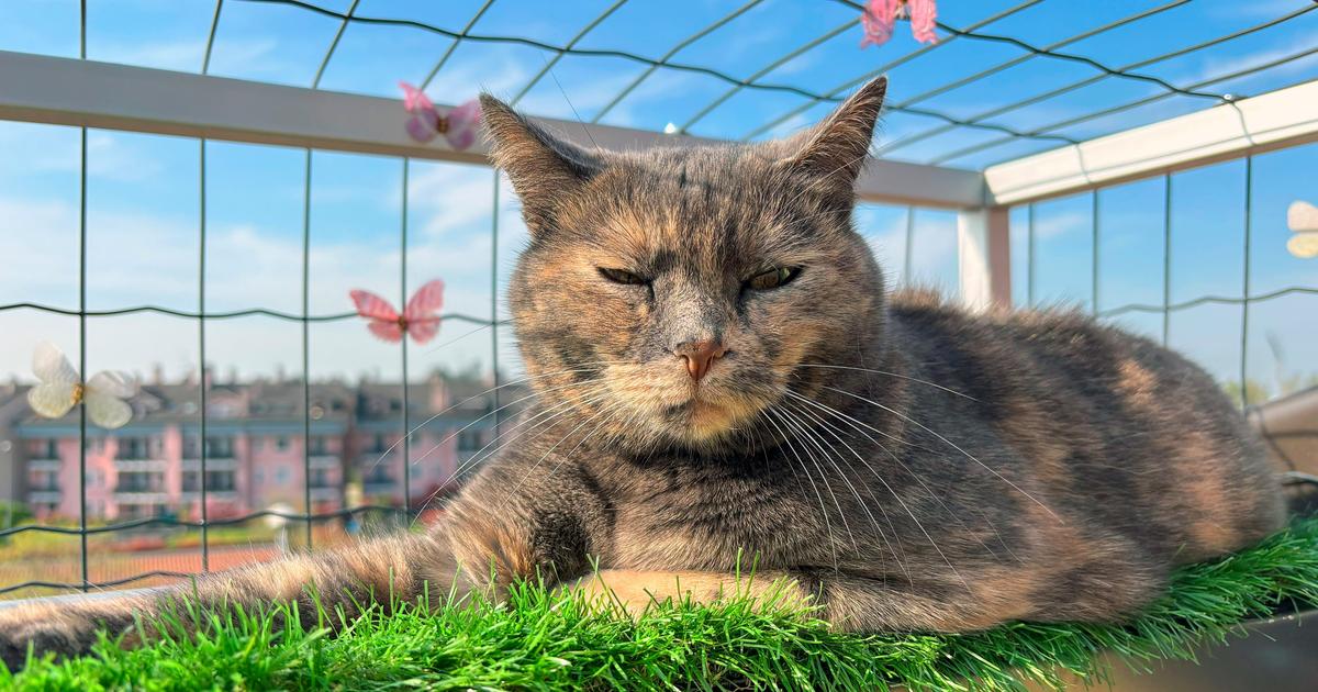 Les «petios» pour animaux : allez-vous céder à cette mode venue des États-Unis