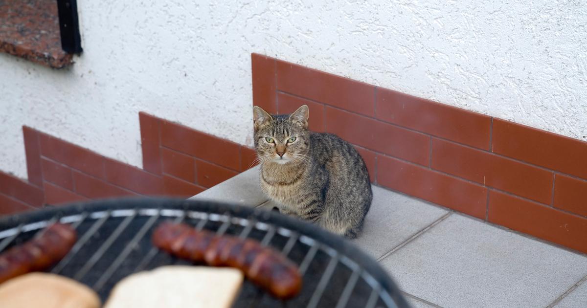 Voici l’astuce pour stopper net les velléités de votre chat lors du ...