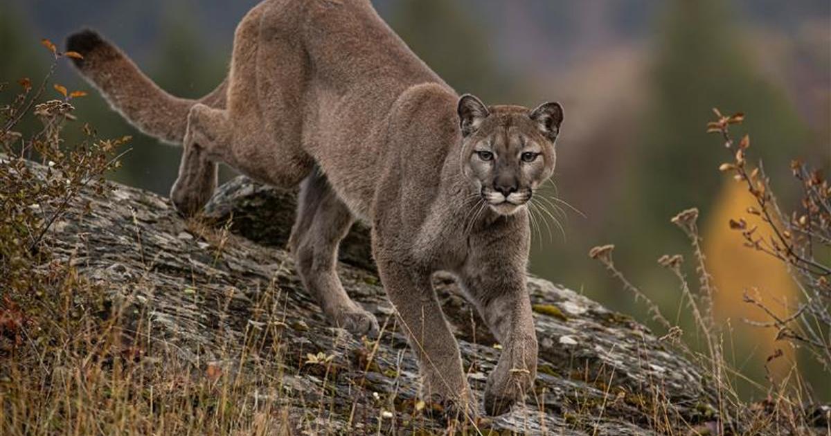 «Je ne pense pas que le gamin aurait survécu» : aux États-Unis, un ...