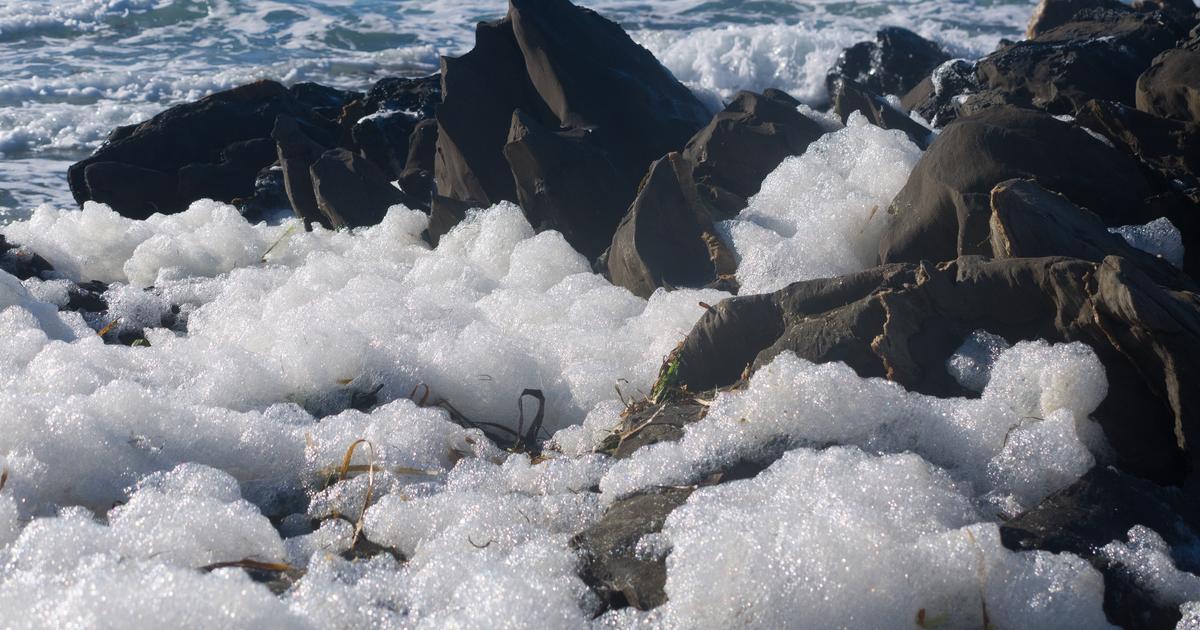Une «catastrophe naturelle» : en Australie, une algue toxique dévaste ...
