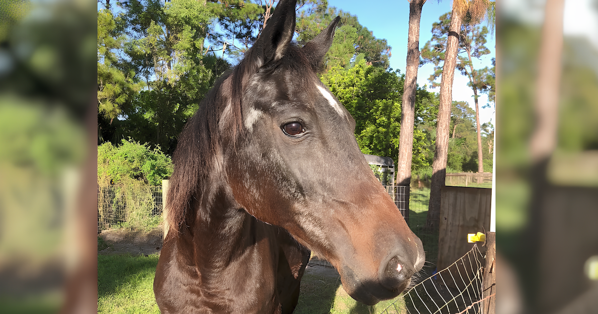 Mokie, le plus vieux cheval du monde, est mort à 40 ans