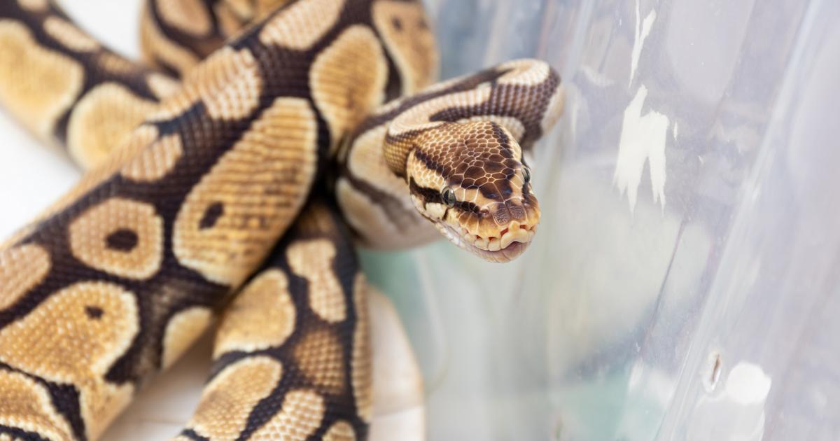 «Mon python royal s’est échappé» : un serpent de 8 kg et 1,80 m porté disparu en Île-de-France