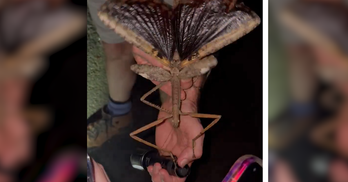 «C’est l’insecte le plus lourd jamais décrit en Australie» : découverte ...