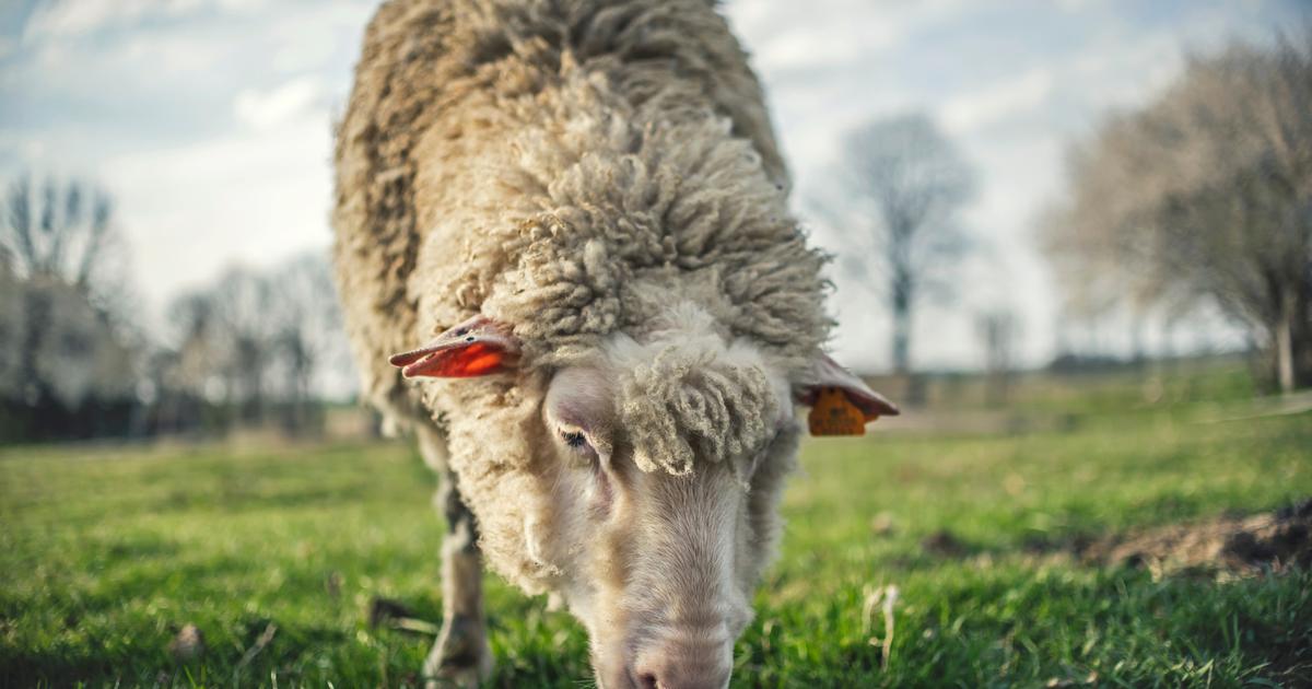 Fièvre catarrhale ovine : plus de 2000 foyers en un mois, appels à la ...