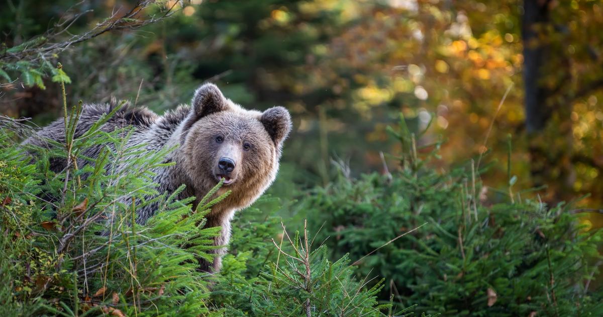 «Il aurait mieux valu qu’elle soit abattue» : une ourse qui avait tué un joggeur finalement ...