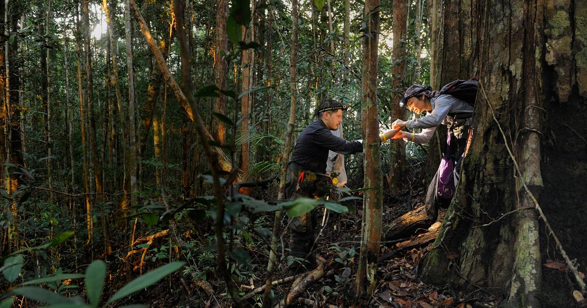 Avec les scientifiques en expédition dans l’incroyable forêt tropicale ...