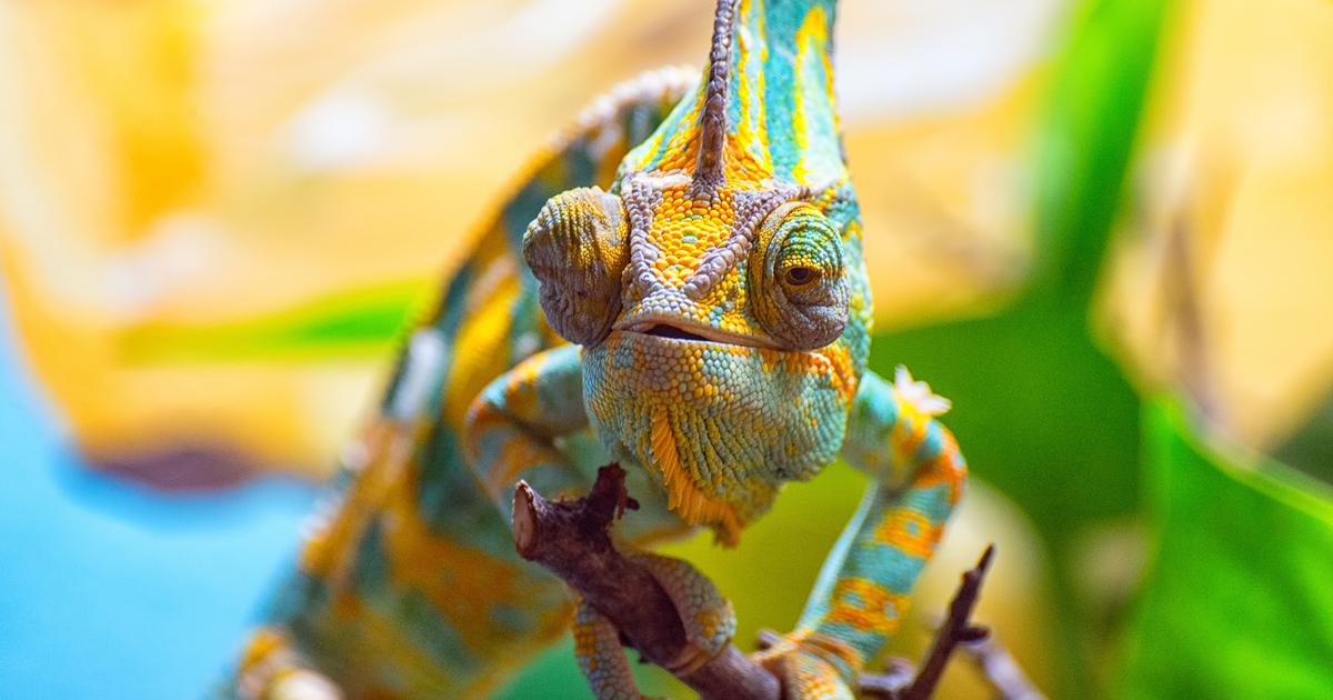 Uniques dans le règne animal : les yeux du caméléon ont un superpouvoir ...