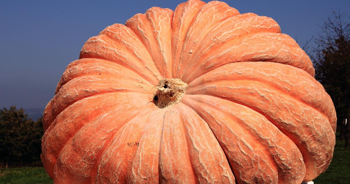 1278 kilos et plus de 6 mètres de circonférence : le record du monde de ...