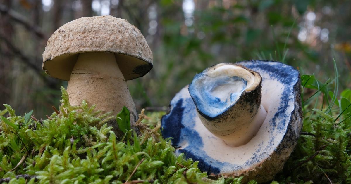Faut-il se méfier du bolet bleuissant