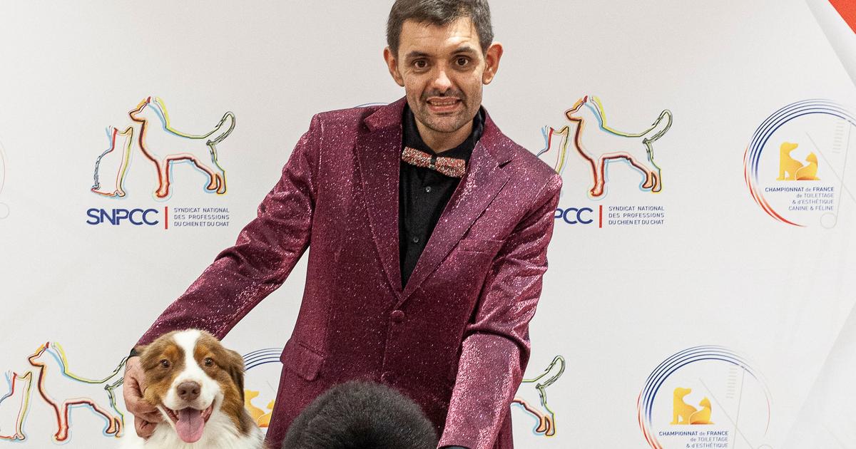 Mathieu Feuillet, champion des toiletteurs : à Mâcon, vos chiens sont ...