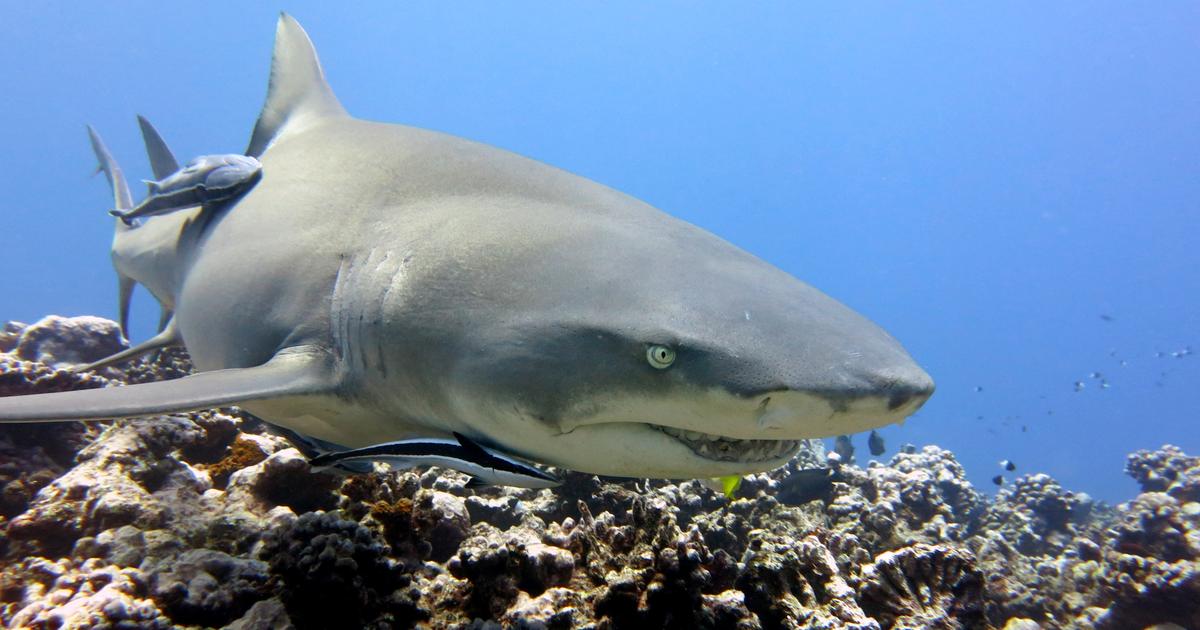Regard glaçant, 200 kg, apparence effrayante : ne jugez pas trop vite ...