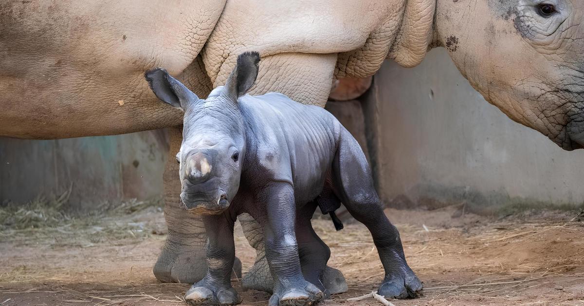 Rare naissance d'un bébé rhinocéros blanc en Espagne, véritable espoir ...