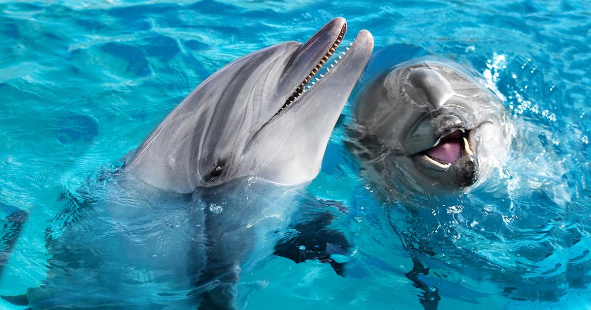 Dolphin Transfer to Beauval Zoo Sparks Welfare Debate in France ...