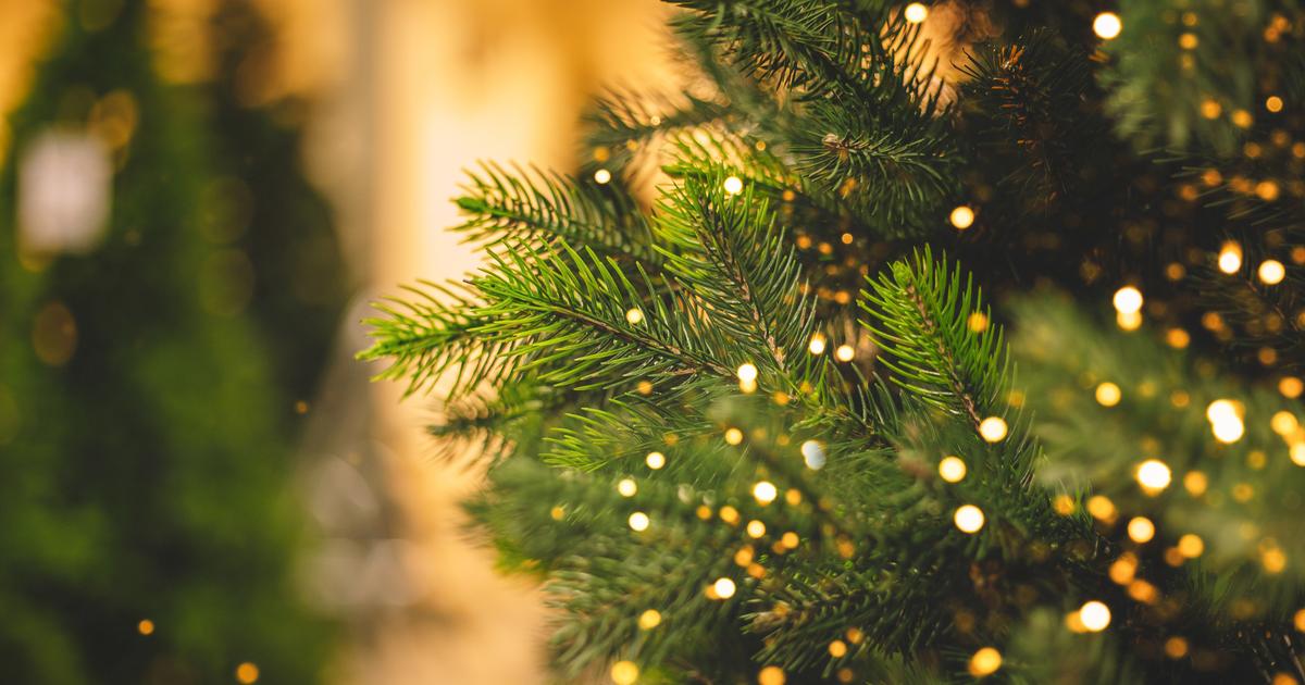Le guide ultime pour bien choisir son sapin de Noël