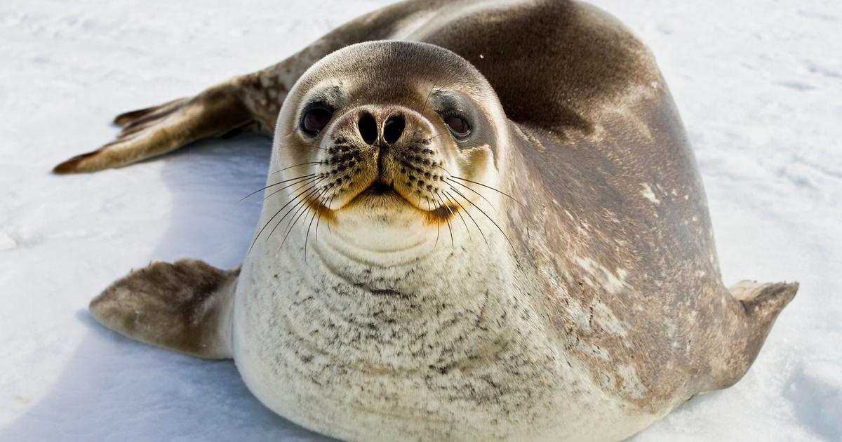 Quiz : pouvez-vous nommer les animaux de l’Antarctique sur ces 10 photos