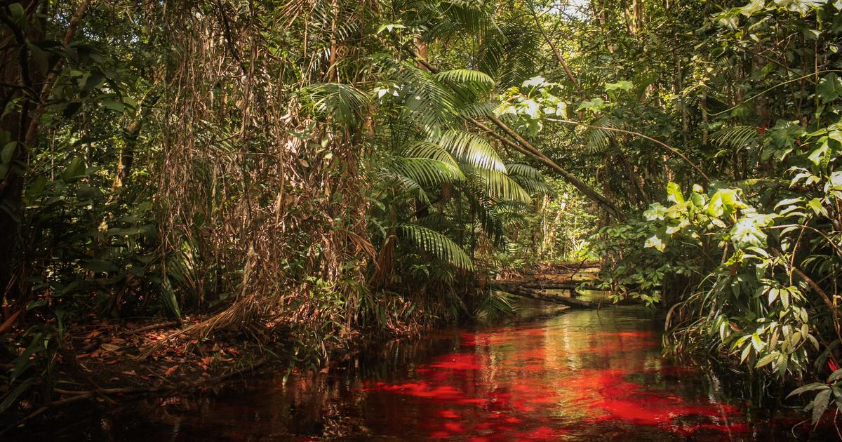 Priocharax rex : cette nouvelle espèce découverte en Amazonie possède ...