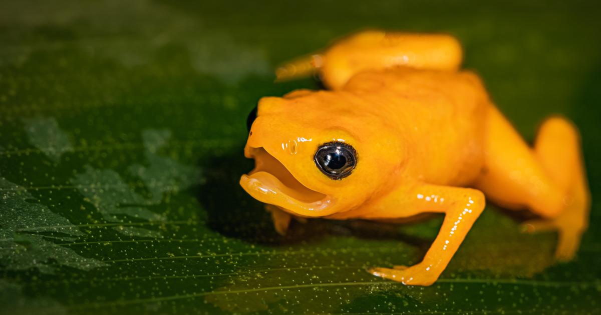 Les 8 animaux découverts en 2025 qui nous ont fascinés