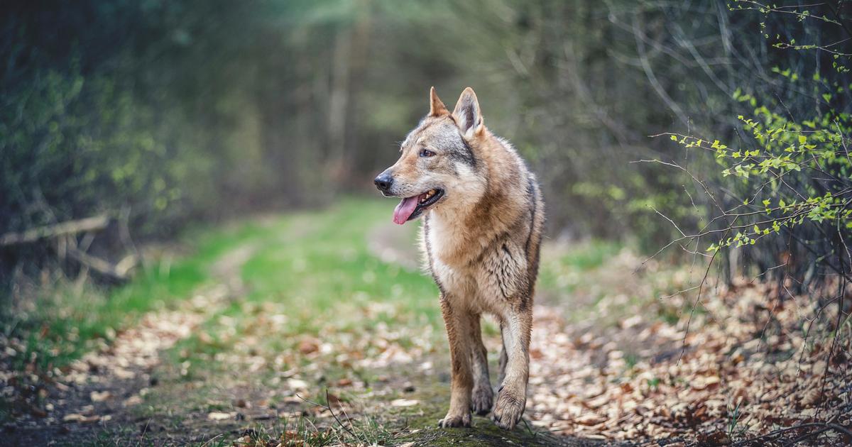 Spotted on the Outskirts of Paris, Wolves Are Edging Ever Closer to ...