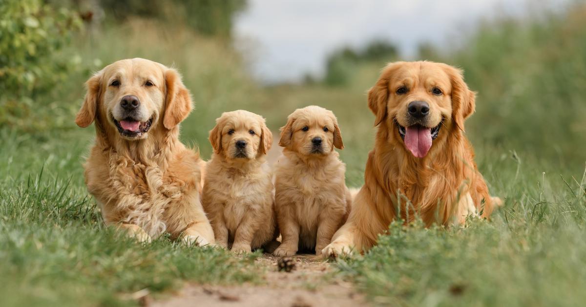 Pour la première fois, le golden retriever est la race de chien ...
