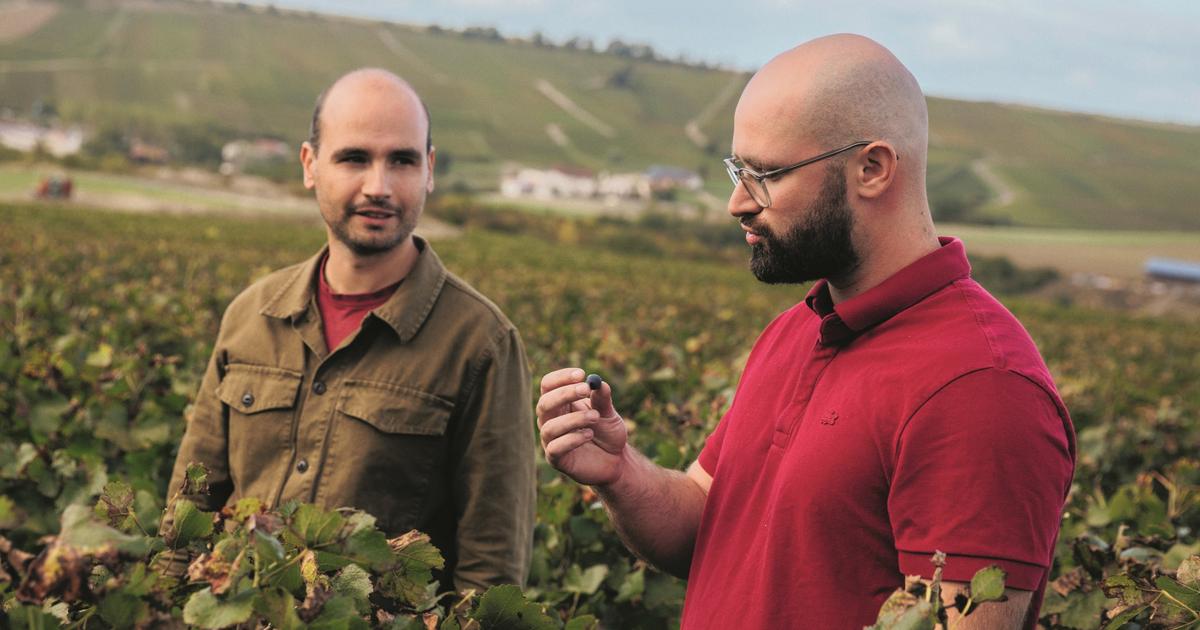 «À la maison, nous parlons de vin depuis l’âge de 10 ans» : Hugo et ...