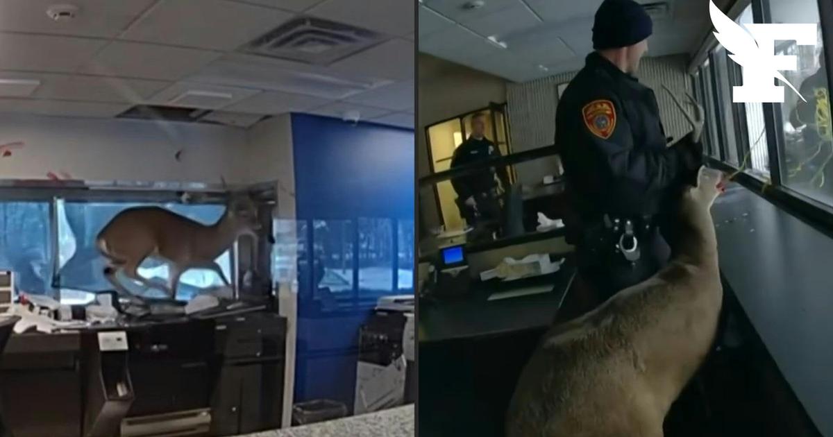 États-Unis : la police de New York maîtrise un cerf affolé, rentré par ...
