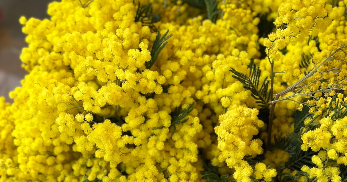 Le mimosa, cette fleur star au cœur de l’hiver dont raffolent les ...