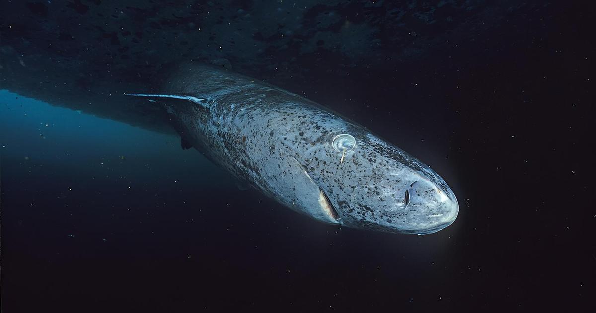 L’incroyable requin du Groenland : une espérance de vie record qui ...