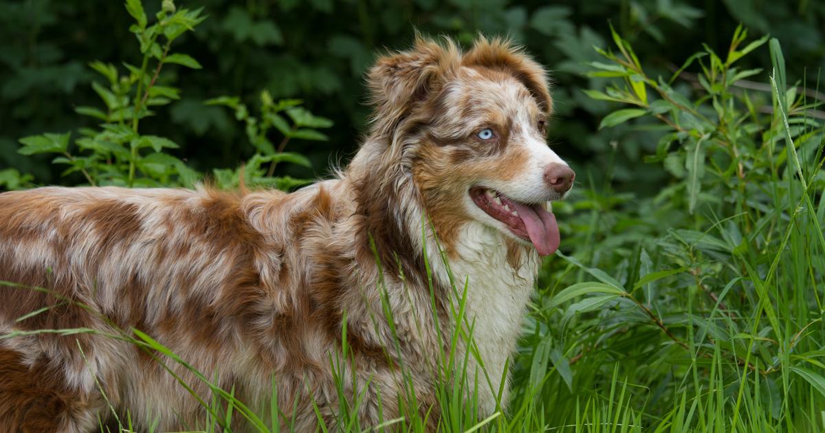 Épillets : ce que tout propriétaire de chien devrait absolument savoir