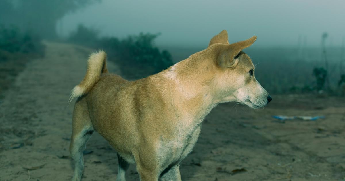 Australie : les dingos rôdent autour des écoles, les parents effrayés ...