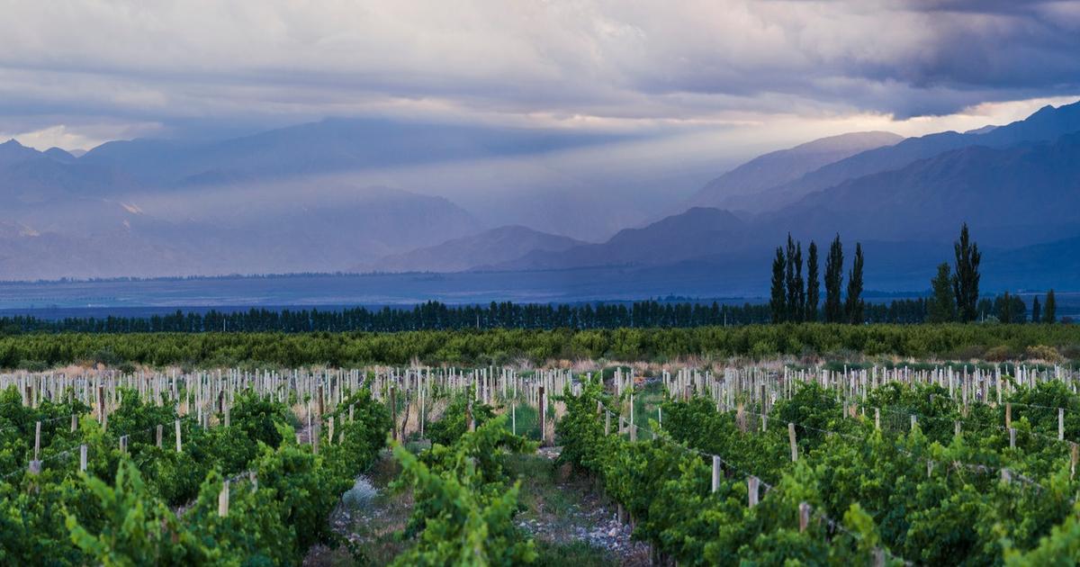 Du cépage au terroir : en Argentine, comment la viticulture s ...