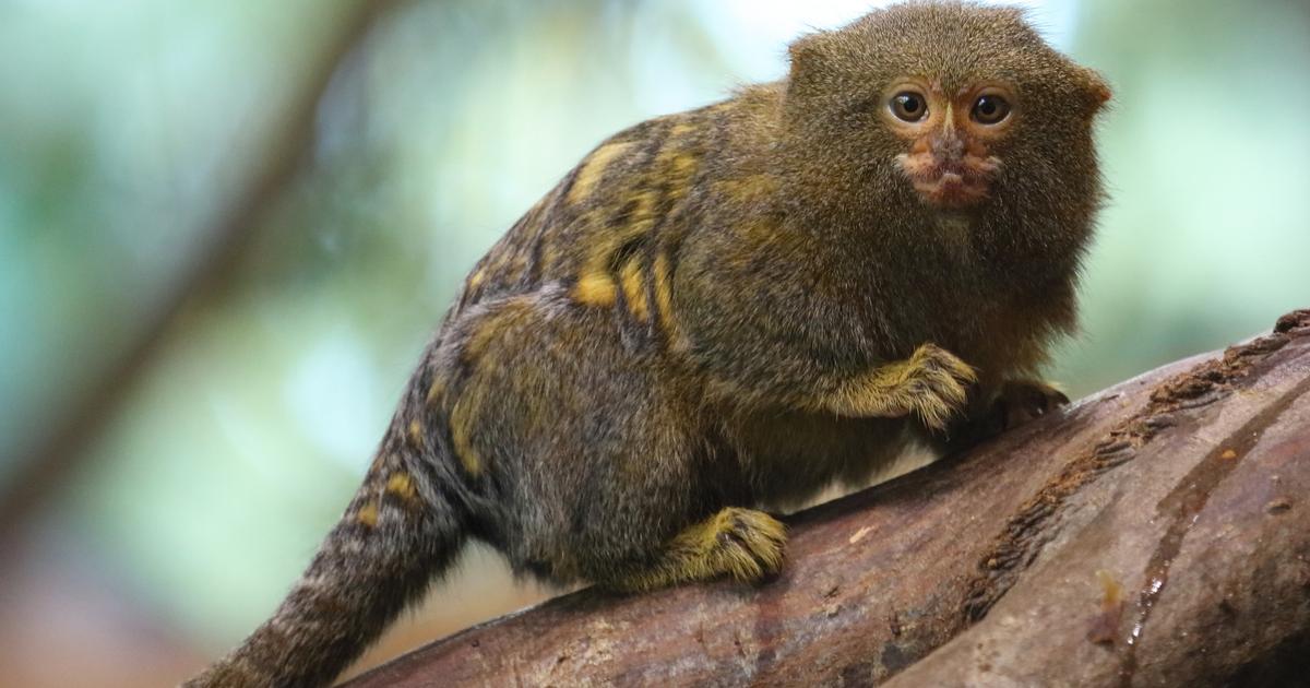 À peine 15 centimètres : voici le plus petit singe du monde