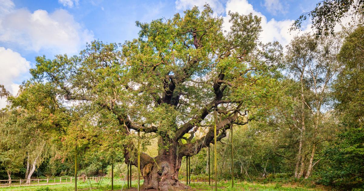 Dans la forêt de Sherwood, l’arbre millénaire de Robin des Bois est mort
