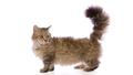 Chats : découvrez toutes les races