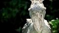 L’énigmatique engoulevent oreillard : un oiseau aux allures de dragon