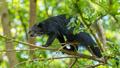 Le diable cornu (ou moloche) : un incroyable reptile australien