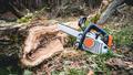 Abattage d’un arbre : faut-il une autorisation