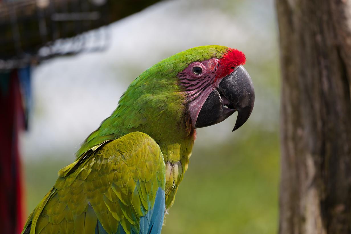 Le ballet des perroquets, immersion au cœur de Parrot World