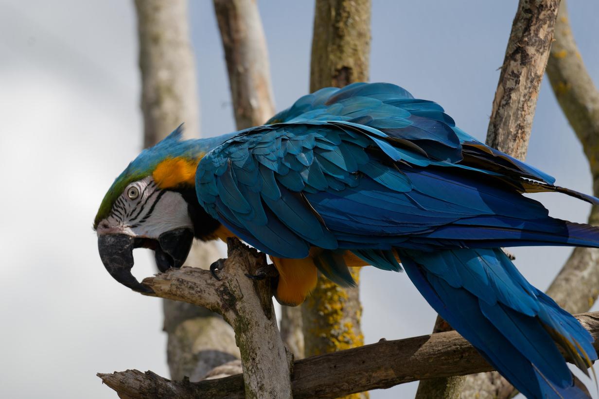 Le ballet des perroquets, immersion au cœur de Parrot World