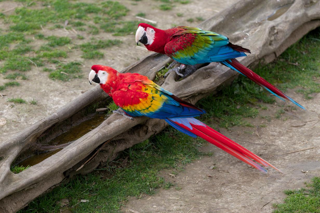 Le ballet des perroquets, immersion au cœur de Parrot World
