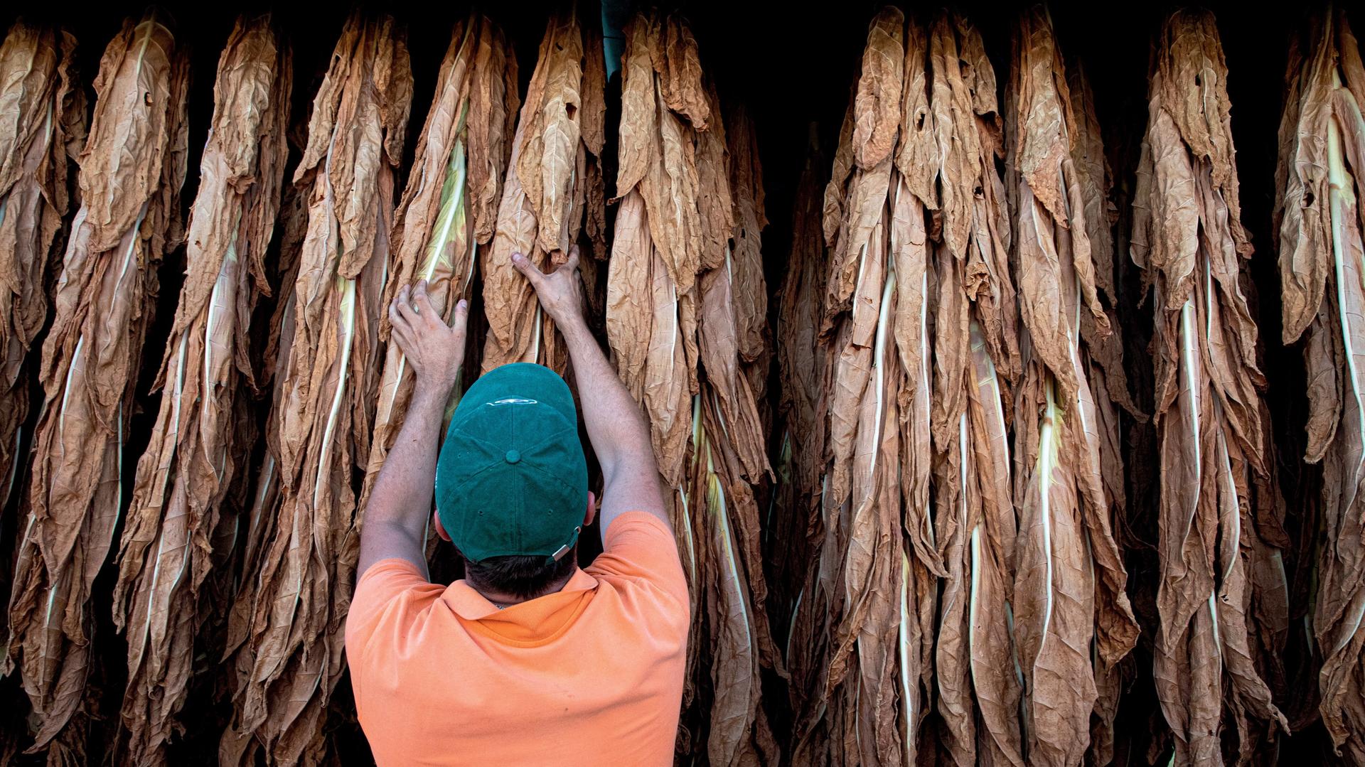 Profession tabaculteur: à la rencontre des irréductibles producteurs de ...