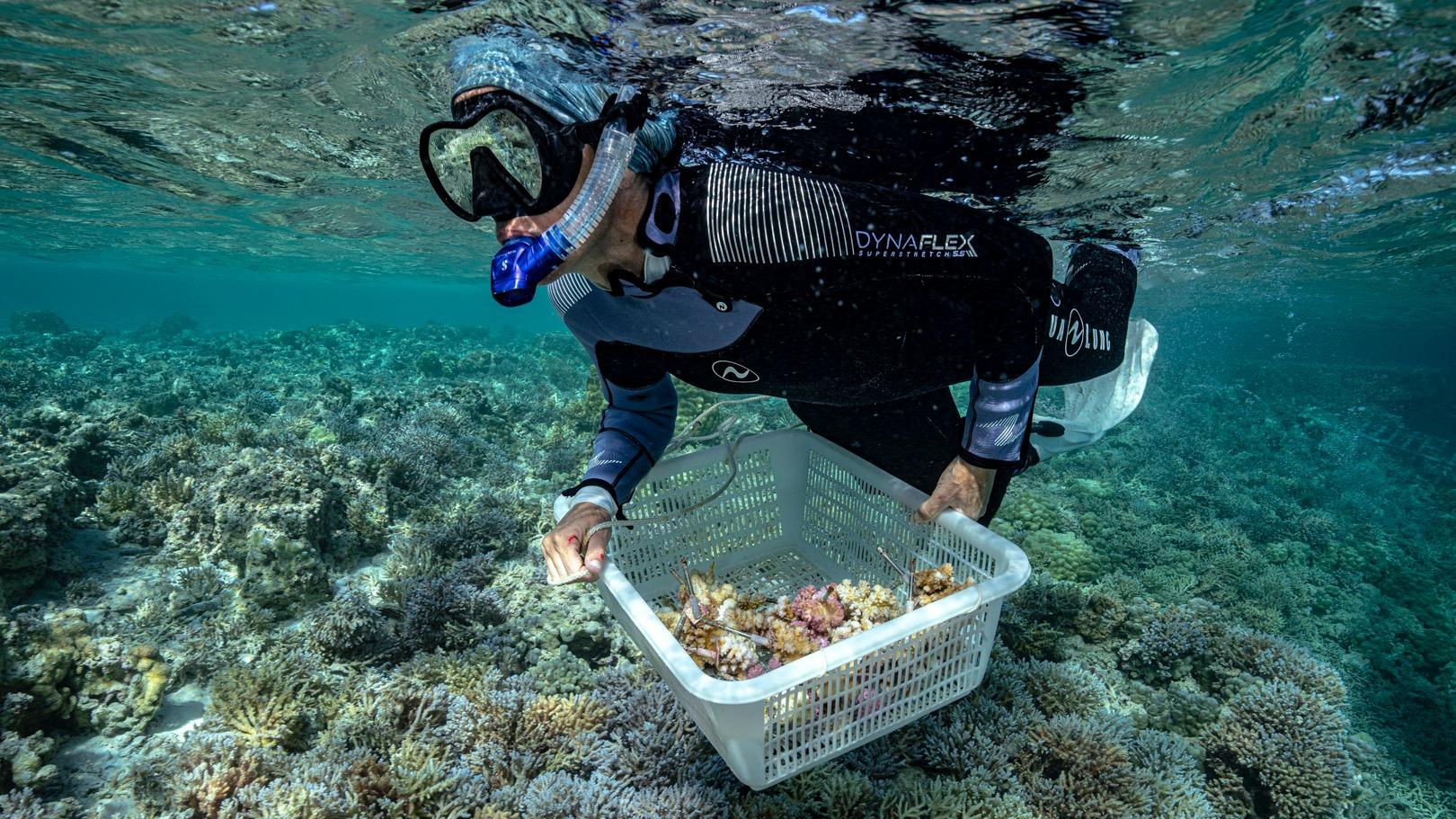 Les «super coraux» de l’atoll français de Tatakoto, un espoir pour la ...