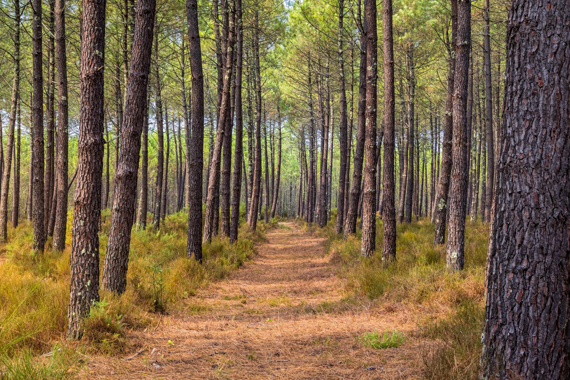 Les pins des Landes menacés par un ver